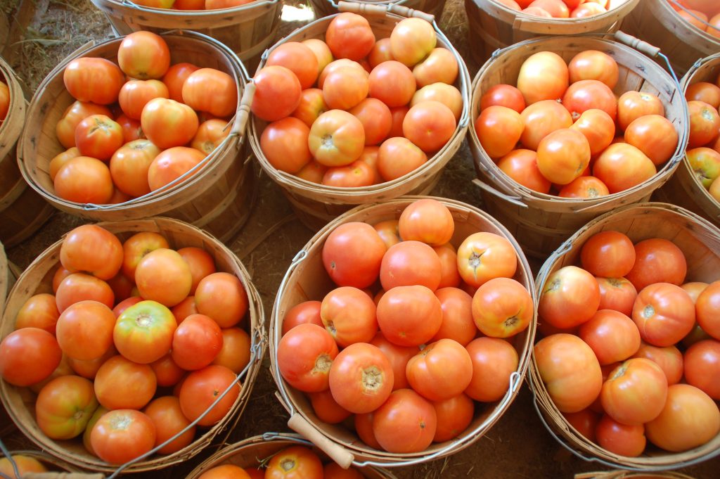 Final Day of the Season. - Ed Lester Farms