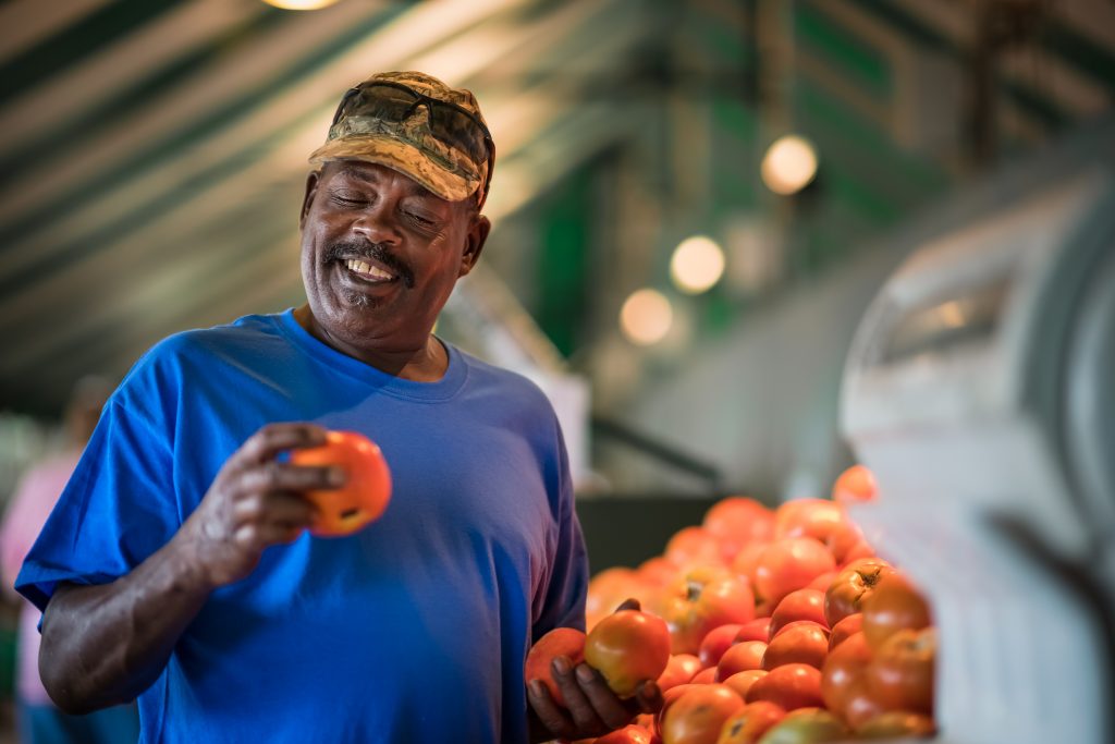 Let's All Enjoy That Perfect Tomato On The 4th! - Ed Lester Farms