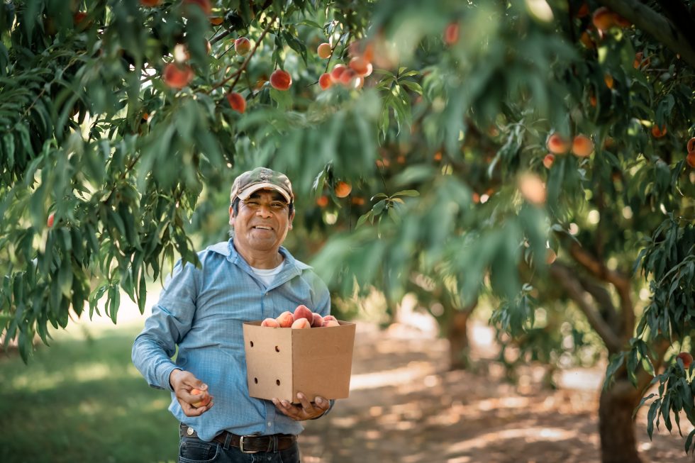 Yes, Yes, Yes! | Ed Lester Farms