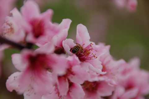 Home - Ed Lester Farms