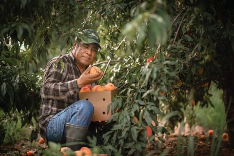 Peach Pickin’ Time ! | Ed Lester Farms