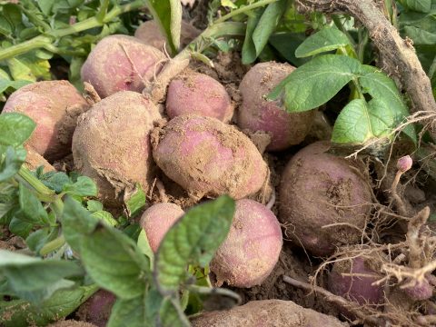 Don’t You Just Love ’em…New Potatoes! | Ed Lester Farms